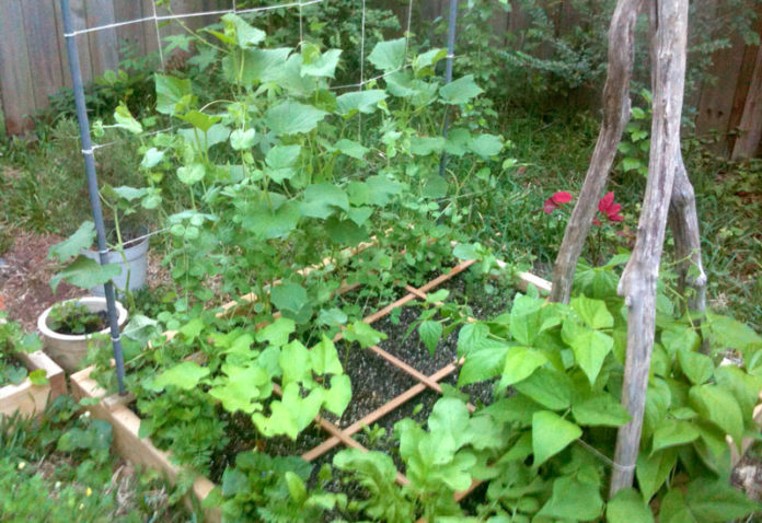 How to Grow Green Beans