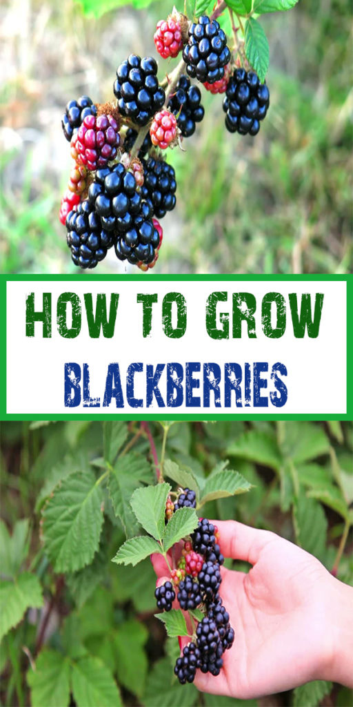 how to grow blackberries